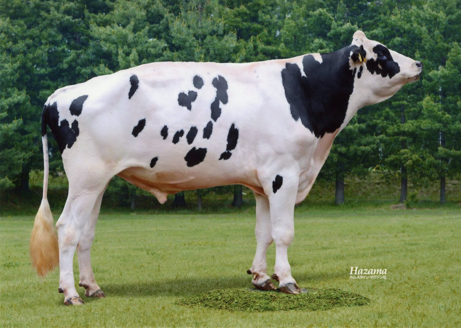 2023年2月 新規検定済ホルスタイン種雄牛紹介 | GH-CONTENT